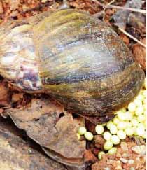 Top class snail breeds from Jovana Farms – The Sun Nigeria