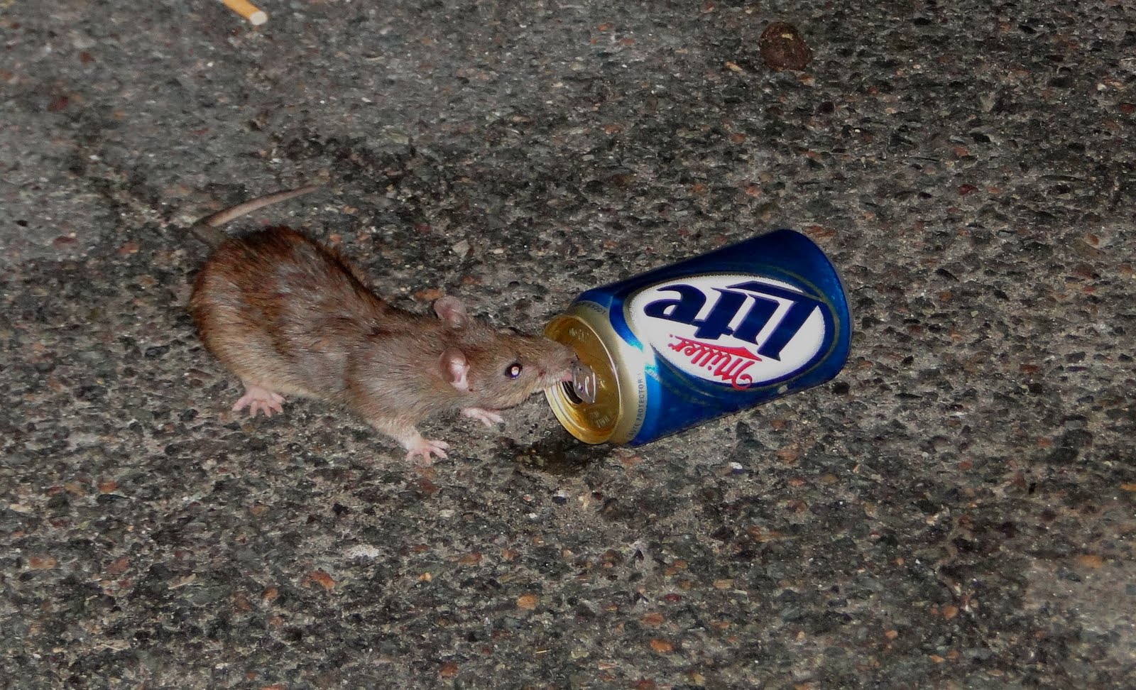 Watch it, that canned drink may kill you – The Sun Nigeria