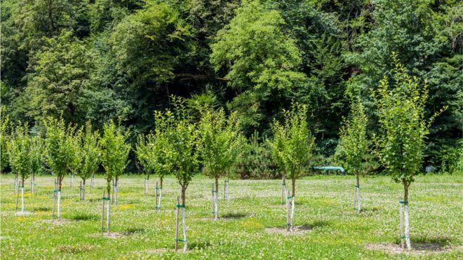 Ethiopians break World record, plant 200m trees in 1 day – The Sun Nigeria